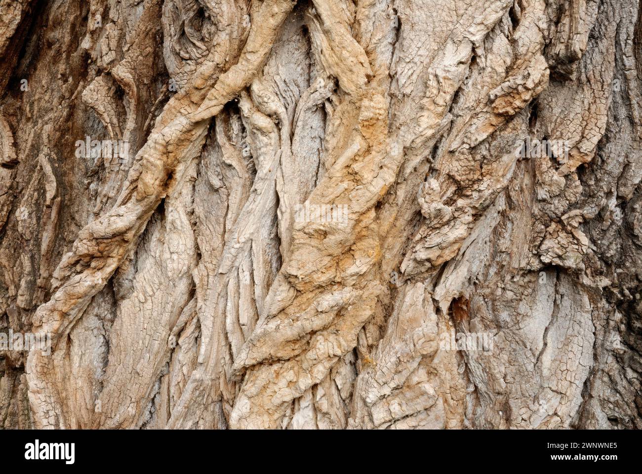 Wood texture, poplar bark, close up. Old large Poplar, Populus trunk ...
