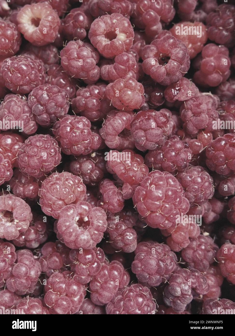 Raspberry background. Large, red, fresh, first-class berries of garden ...