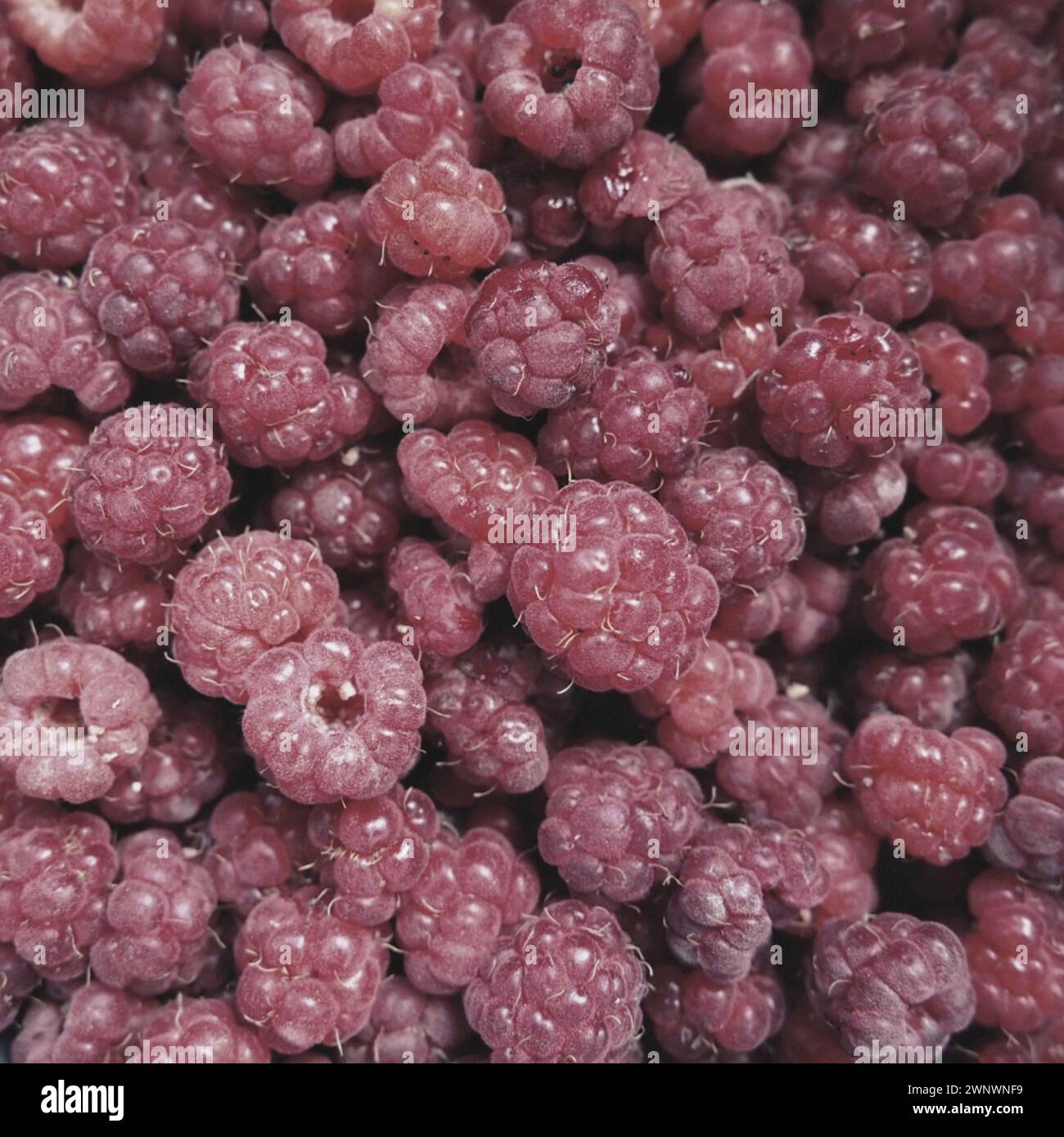 Raspberry background. Large, red, fresh, first-class berries of garden ...