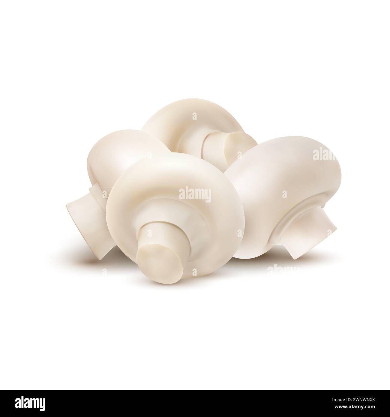 Raw realistic champignon mushroom. Whole isolated vegetable. 3d vector ...