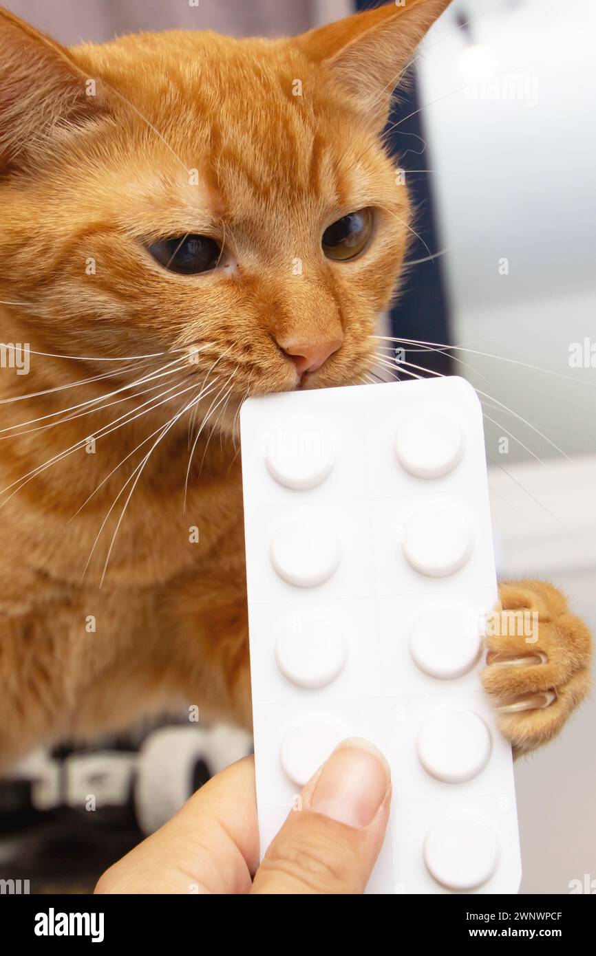 Funny cat biting into a pack of pills close up Stock Photo - Alamy