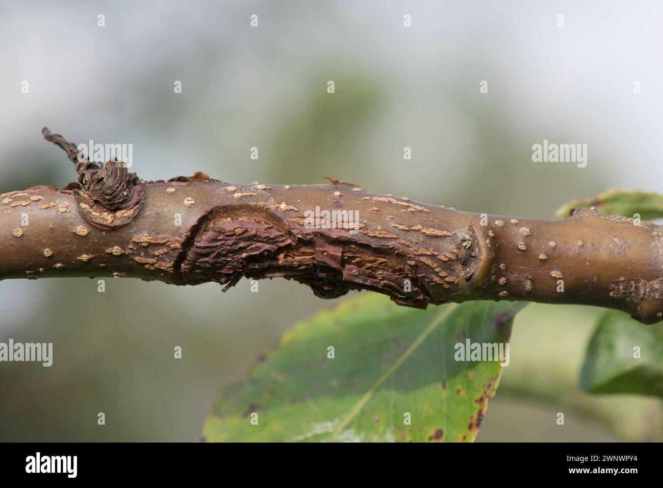 Apple canker (Neonectria ditissima) lesion on an apple (Malus domestica ...