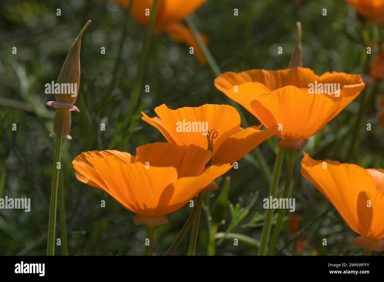 Vivid orange cup-shaped flowers of California poppy (Eschscholzia ...