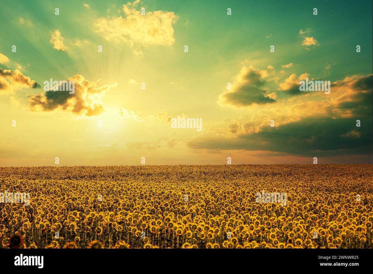 Sunflower field birds eye view hi-res stock photography and images - Alamy