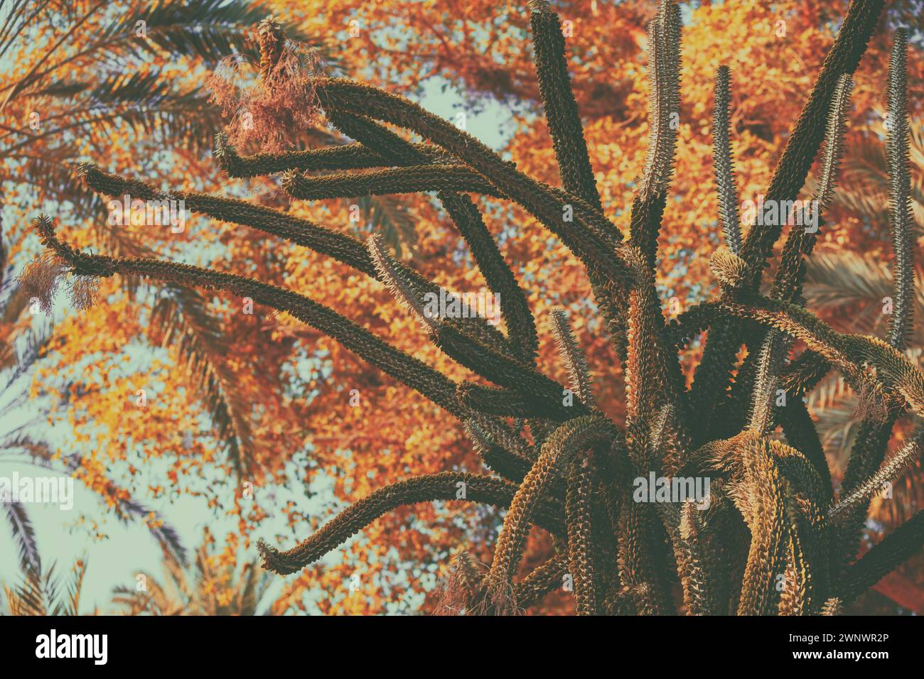 Rainforest cactus hi-res stock photography and images - Alamy