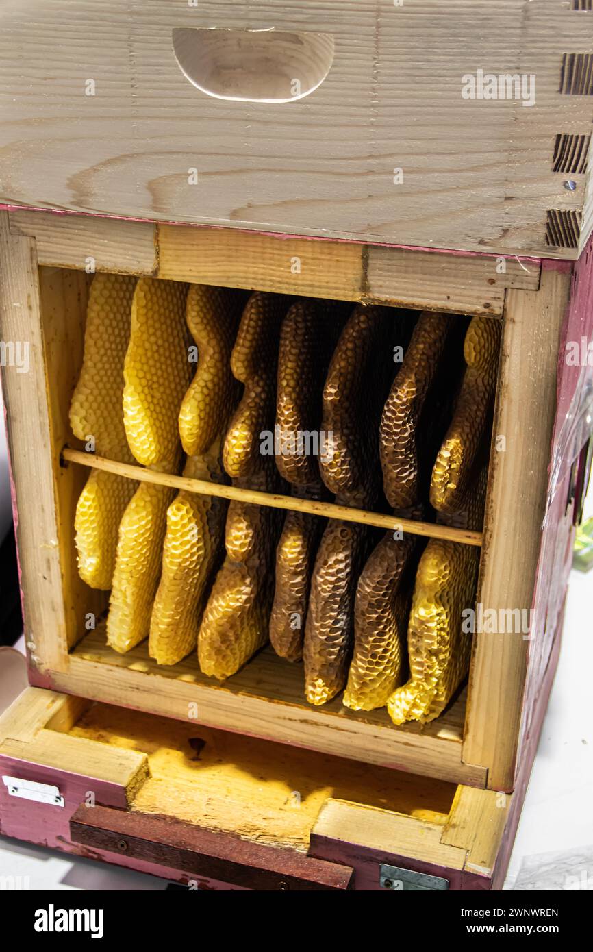 Bee tree - bees (apis mellifera) living in hive from big tree Stock ...