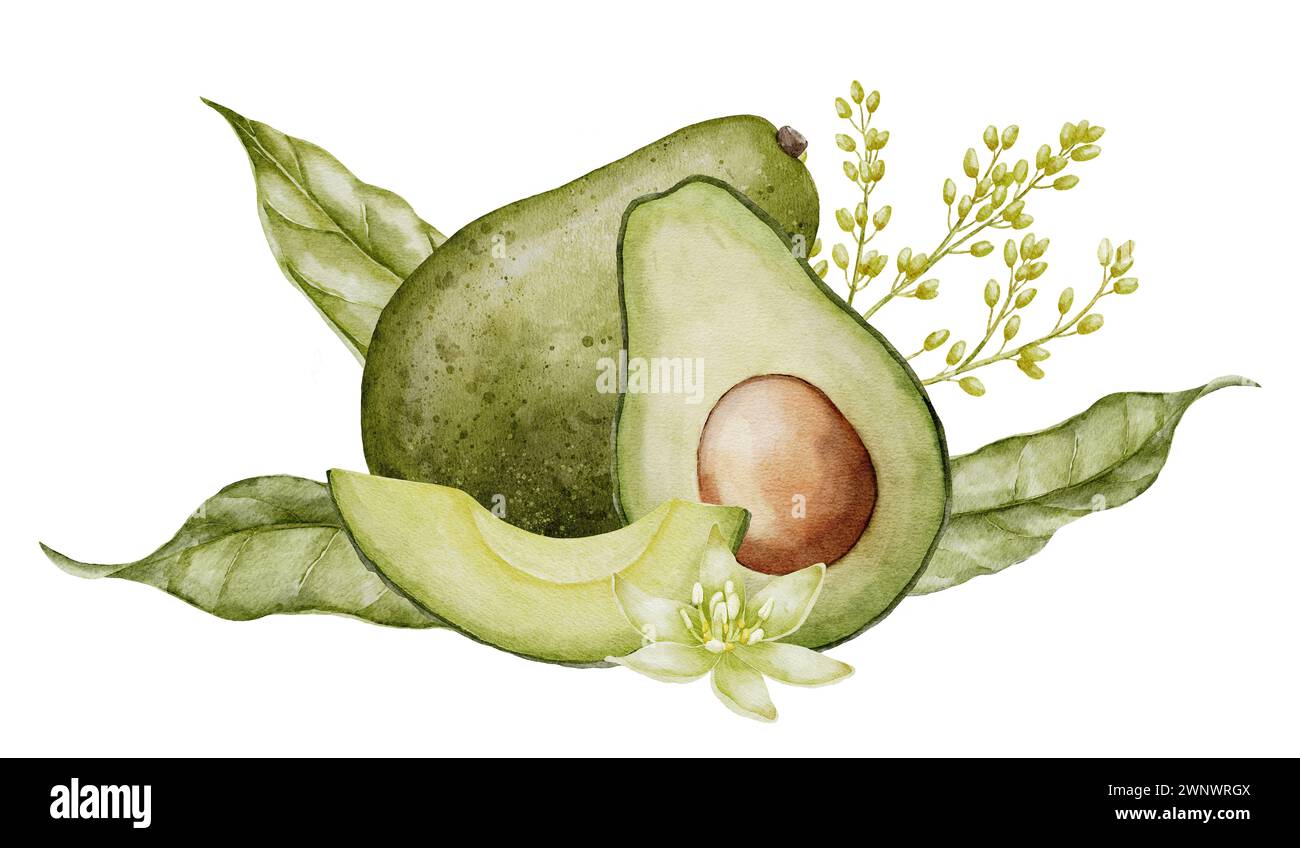 Avocado Watercolor illustration. Botanical drawing of Fruit with flower ...