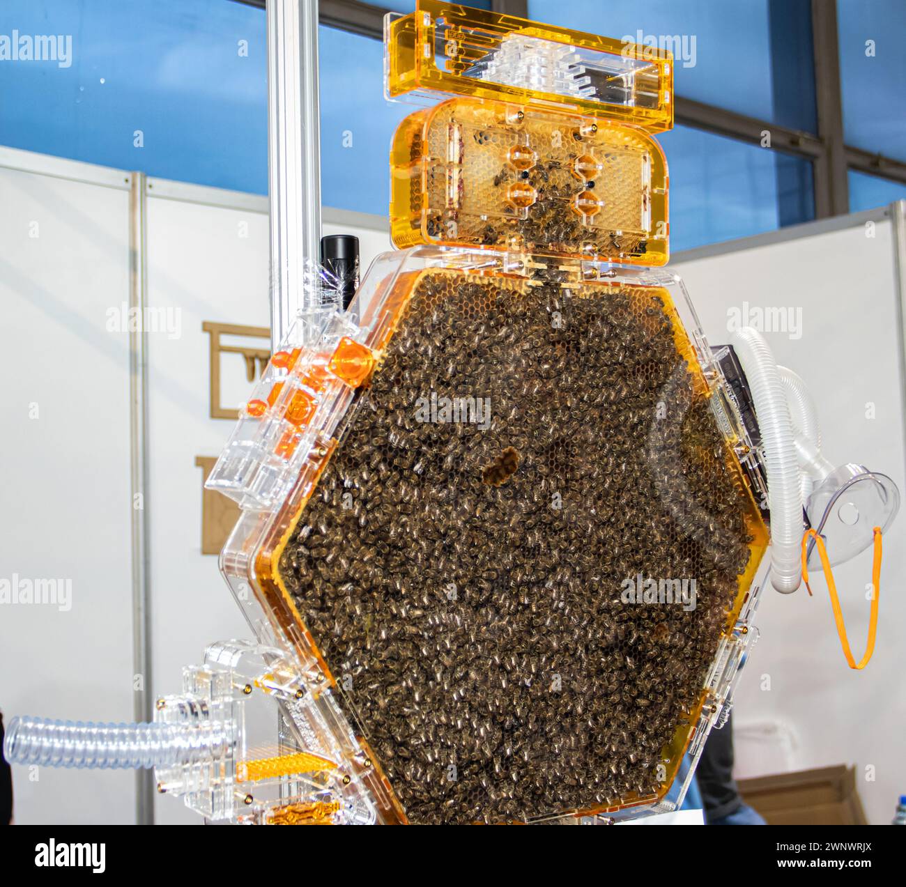 Bee tree - bees (apis mellifera) living in hive from big tree Stock ...