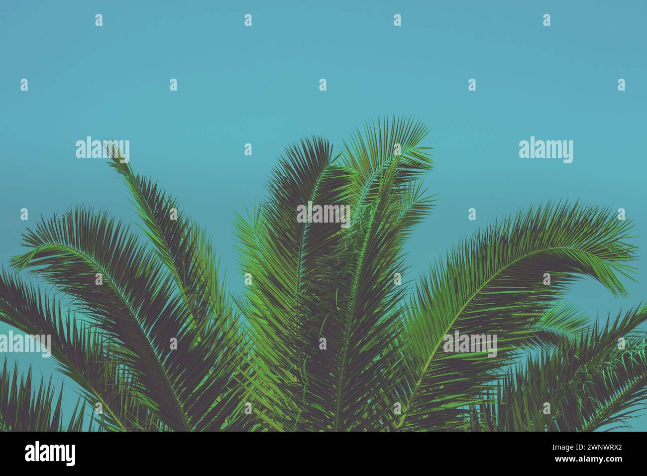 Palm tree leaves on blue background Stock Photo - Alamy