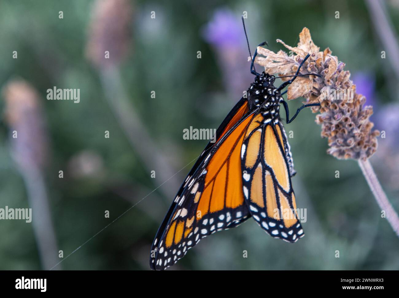 Newly hatched monarch butterfly on lavender flower Stock Photo - Alamy