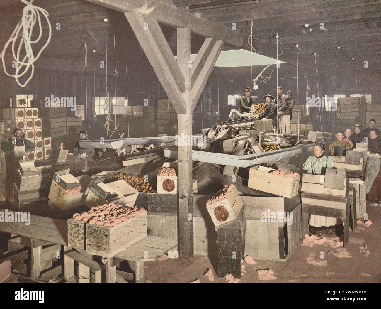 American 19th Century, Detroit Photographic Company Orange Packing at ...