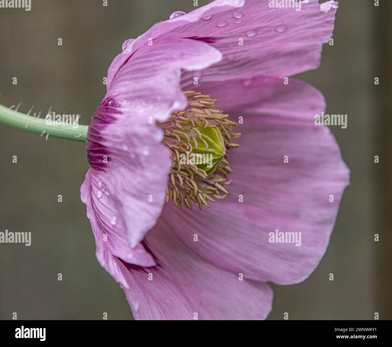 From opium plant poppy hi-res stock photography and images - Alamy
