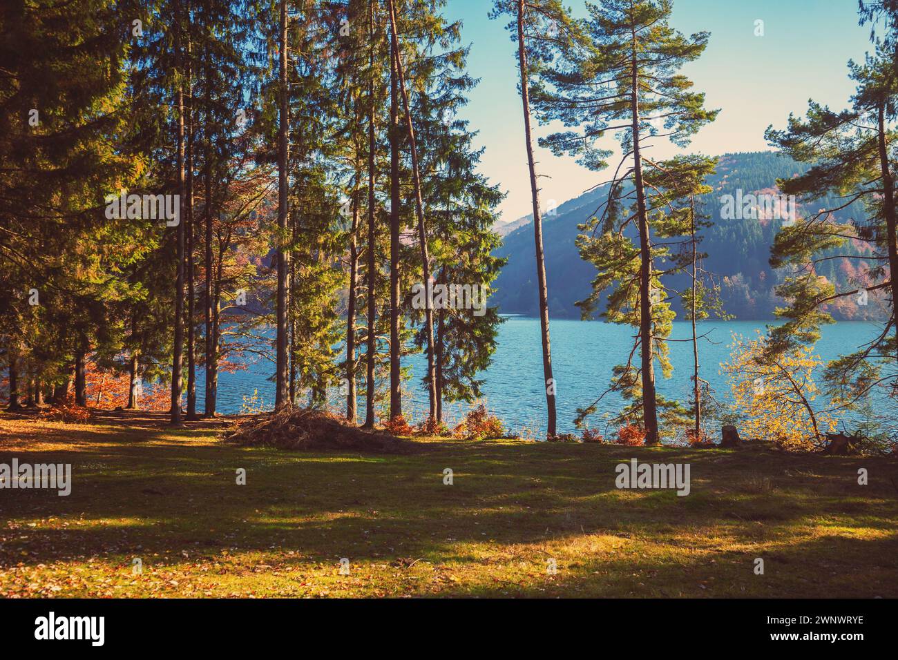 Red spruce forest in lake hi-res stock photography and images - Alamy