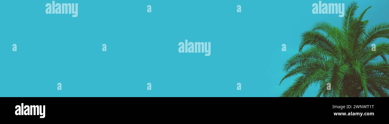 Palm tree leaves on blue background. Horizontal banner Stock Photo - Alamy