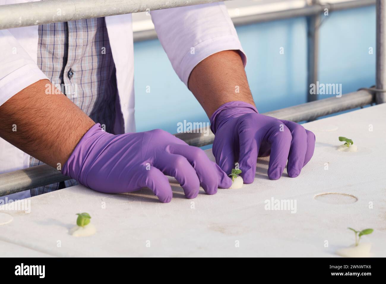 Potato Plant cultivation technique with aeroponic system in Greenhouse ...