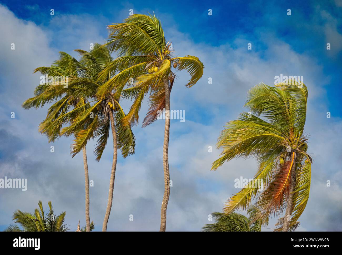 Coconut palms (Cocos nucifera) laden with coconuts on the beach in ...