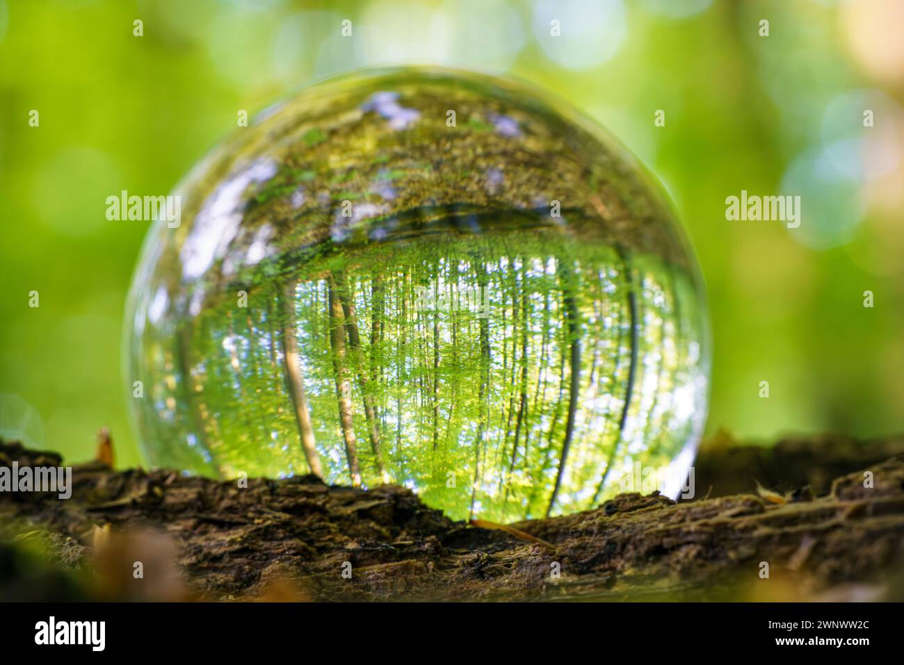 Environment Concept - Crystal Earth On moss In Forest With Ferns And ...