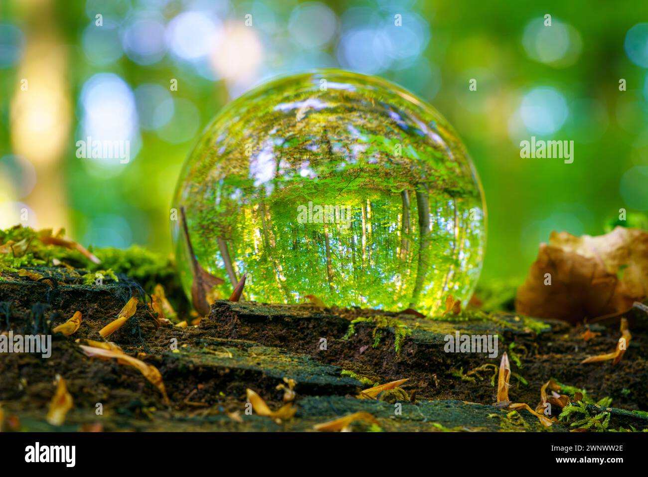 Environment Concept - Crystal Earth On moss In Forest With Ferns And ...