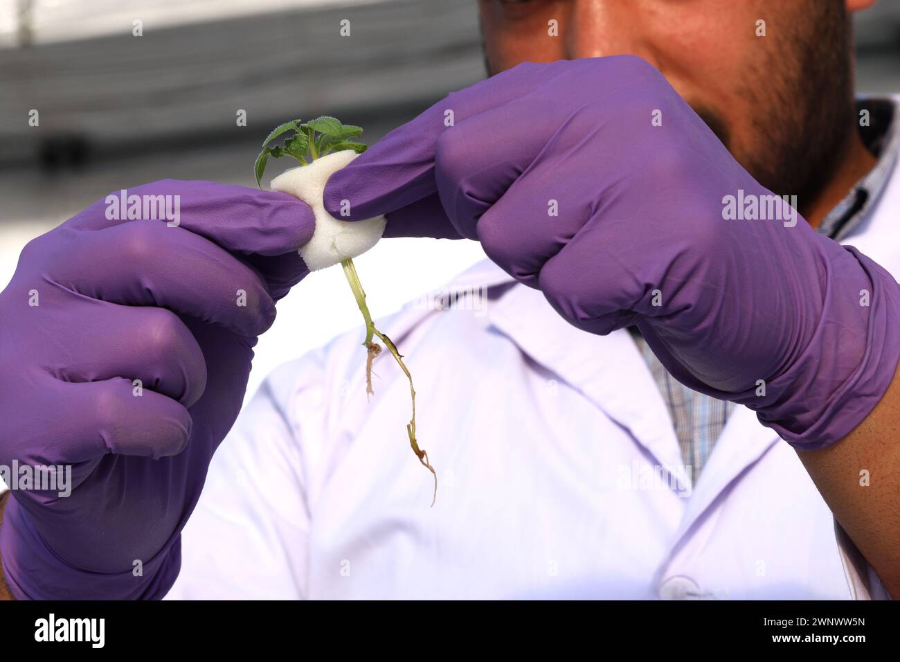 Potato Plant cultivation technique with aeroponic system in Greenhouse ...
