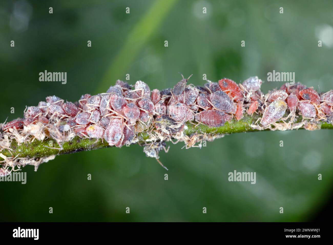 Wingless insects hi-res stock photography and images - Alamy
