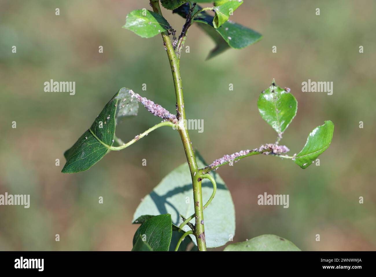 Pyraria hi-res stock photography and images - Alamy