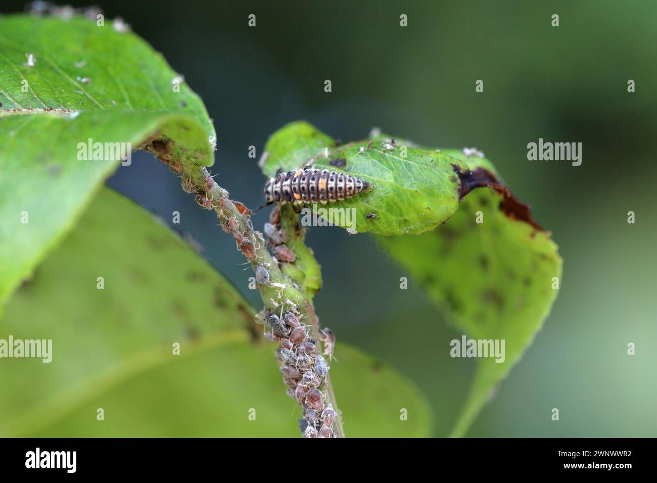 Pyraria hi-res stock photography and images - Alamy