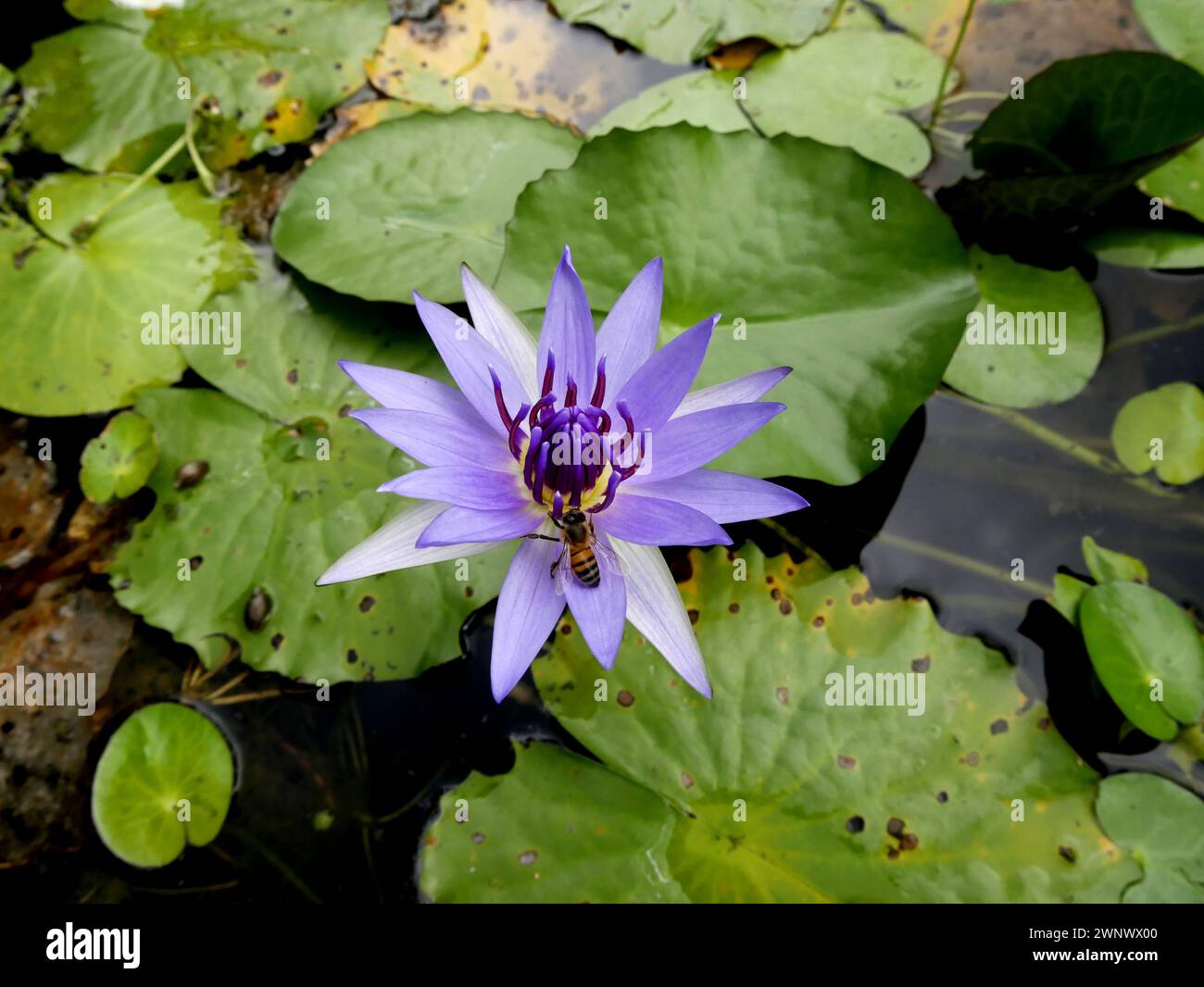 Water lily roots floating hi-res stock photography and images - Alamy
