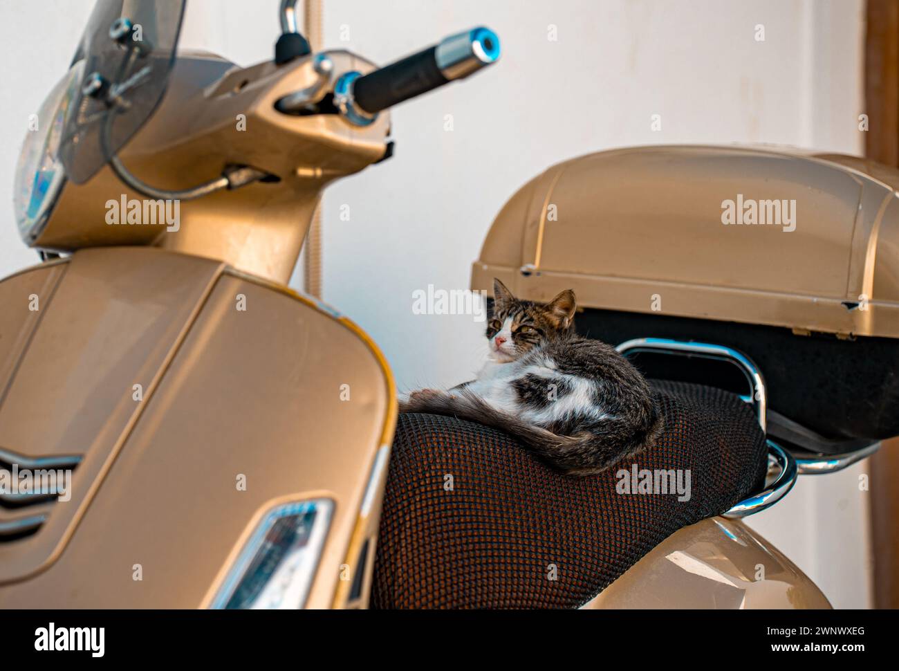 Kitty resting on a motor scooter Stock Photo - Alamy