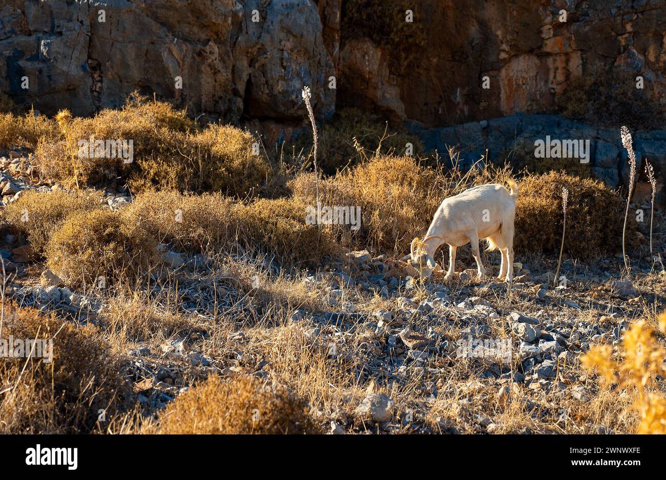 Mountain goats grazing eating grass hi-res stock photography and images ...