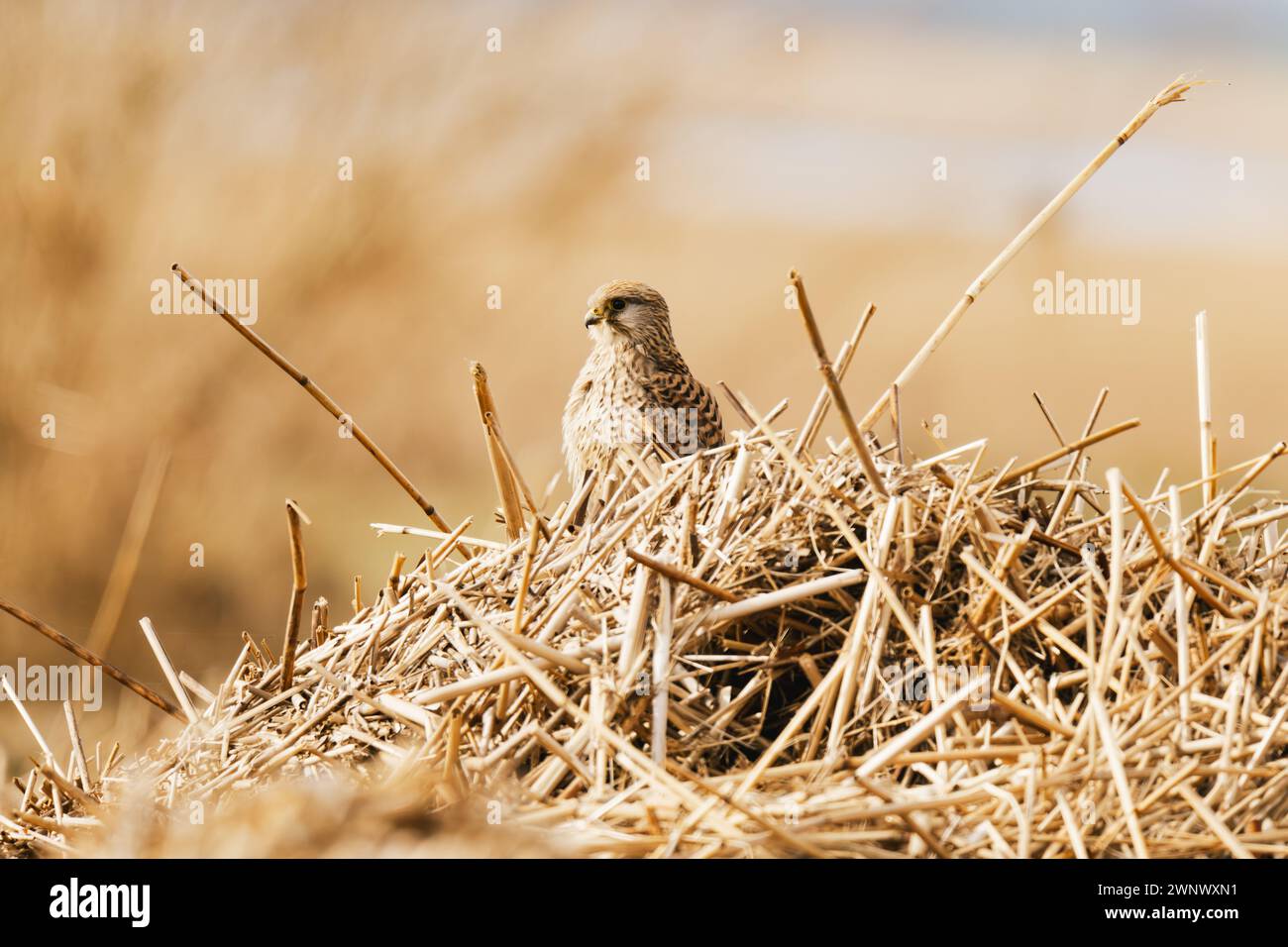 Common kestrel sitting on reed grasses, falcon Stock Photo - Alamy