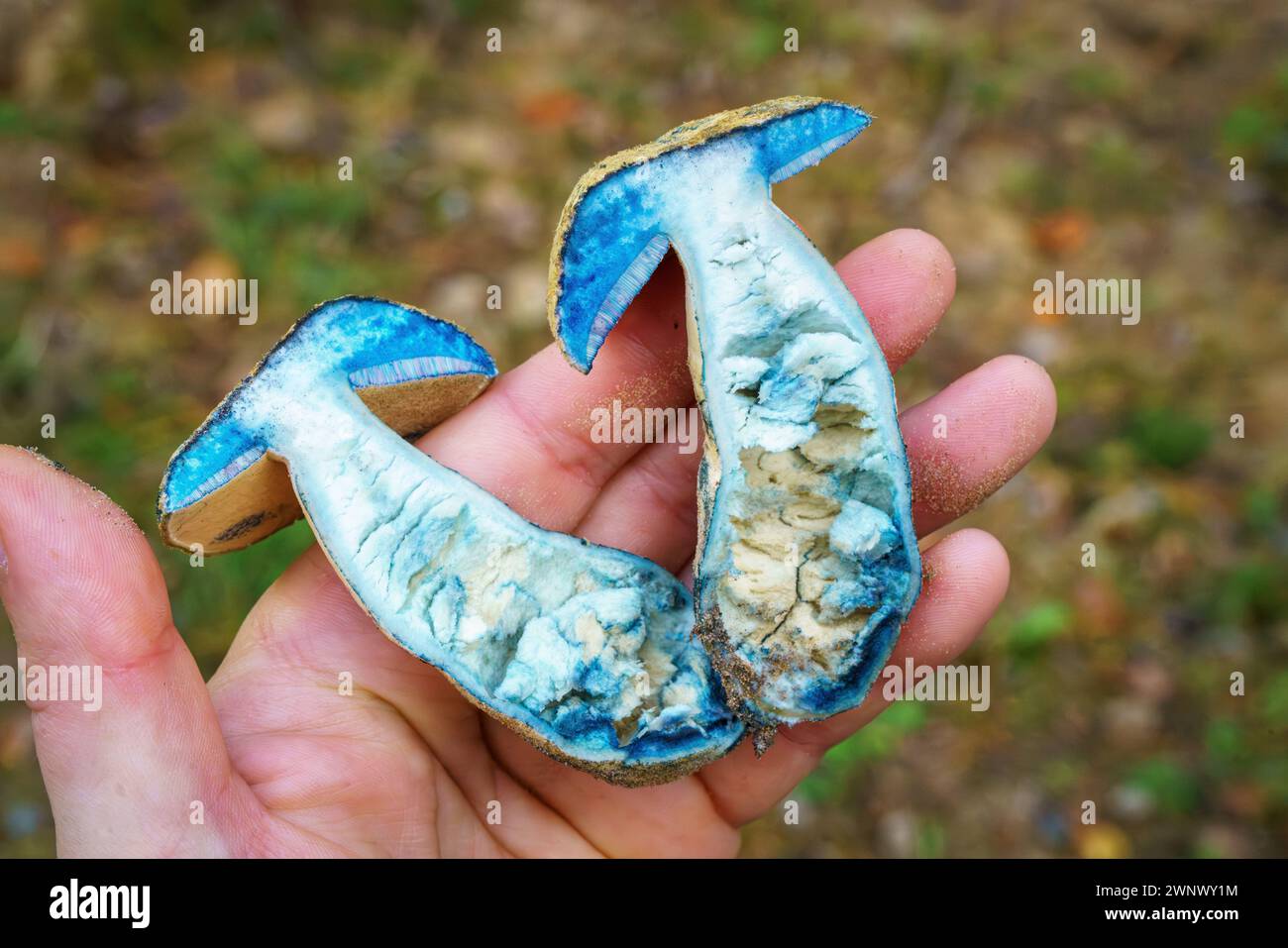 Two halves of the edible mushroom Gyroporus cyanescens, commonly known ...