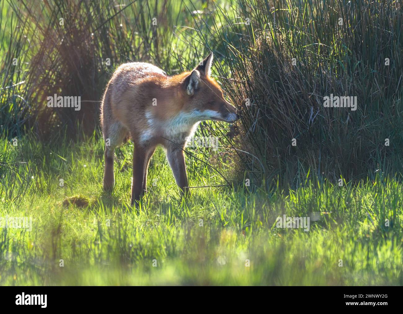 Adult Fox scenting in grasses, Teifi Marshes, Cardigan, Wales Stock ...