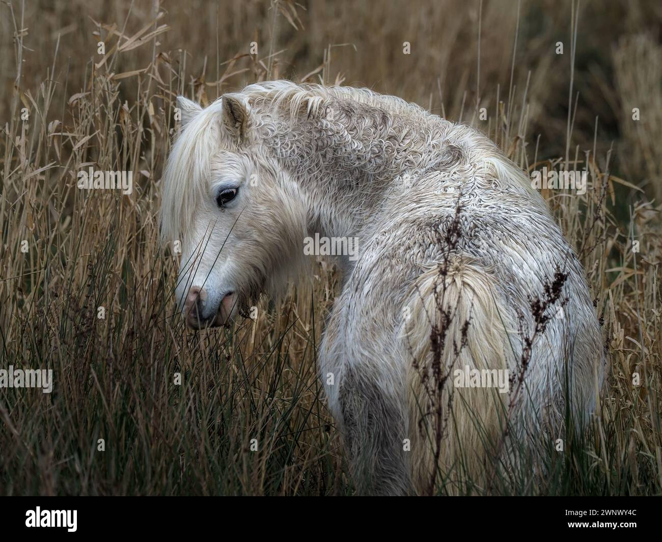 Welsh marshes hi-res stock photography and images - Alamy