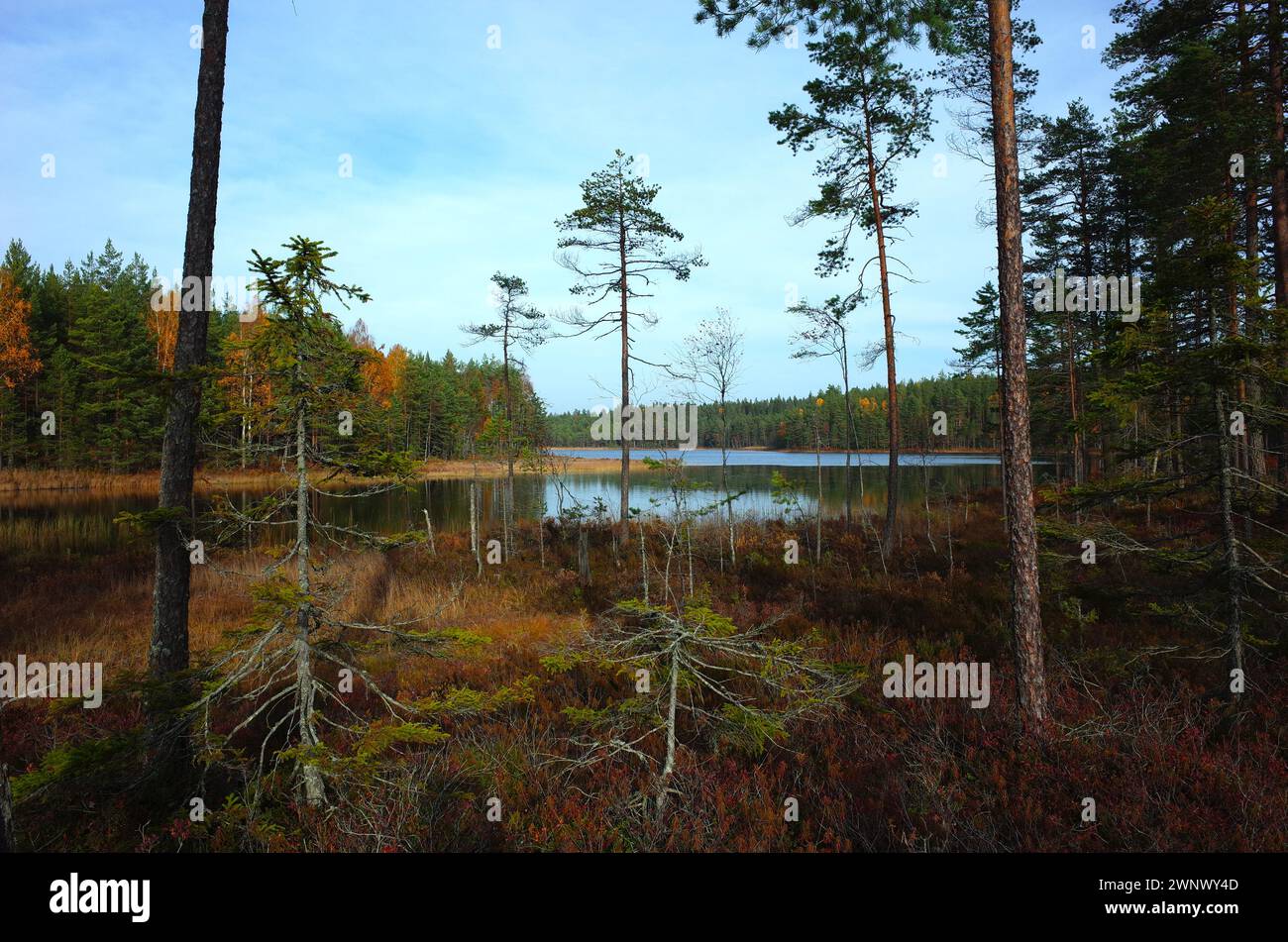 Nature of Sweden in autumn, Pine trees in forest and calm lake ...