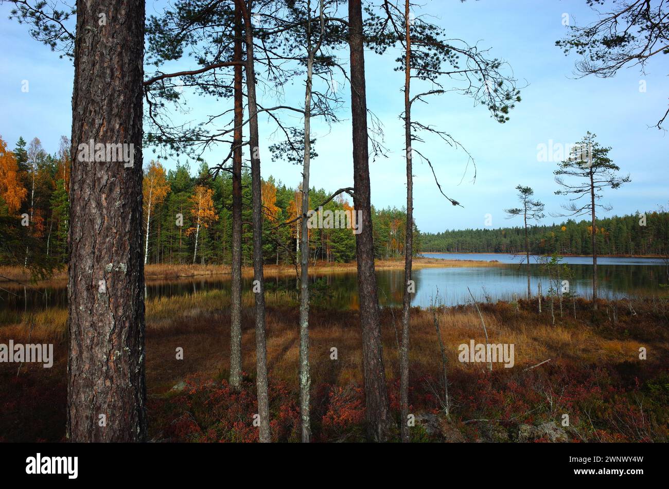 Nature of Sweden in autumn, Pine tree trunks, calm lake Bredatjarnen ...