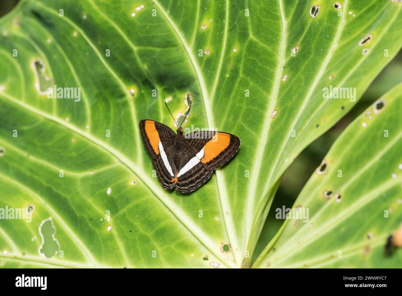 A Smooth-banded Sister (Adelpha cytherea) perched on a leaf at ...