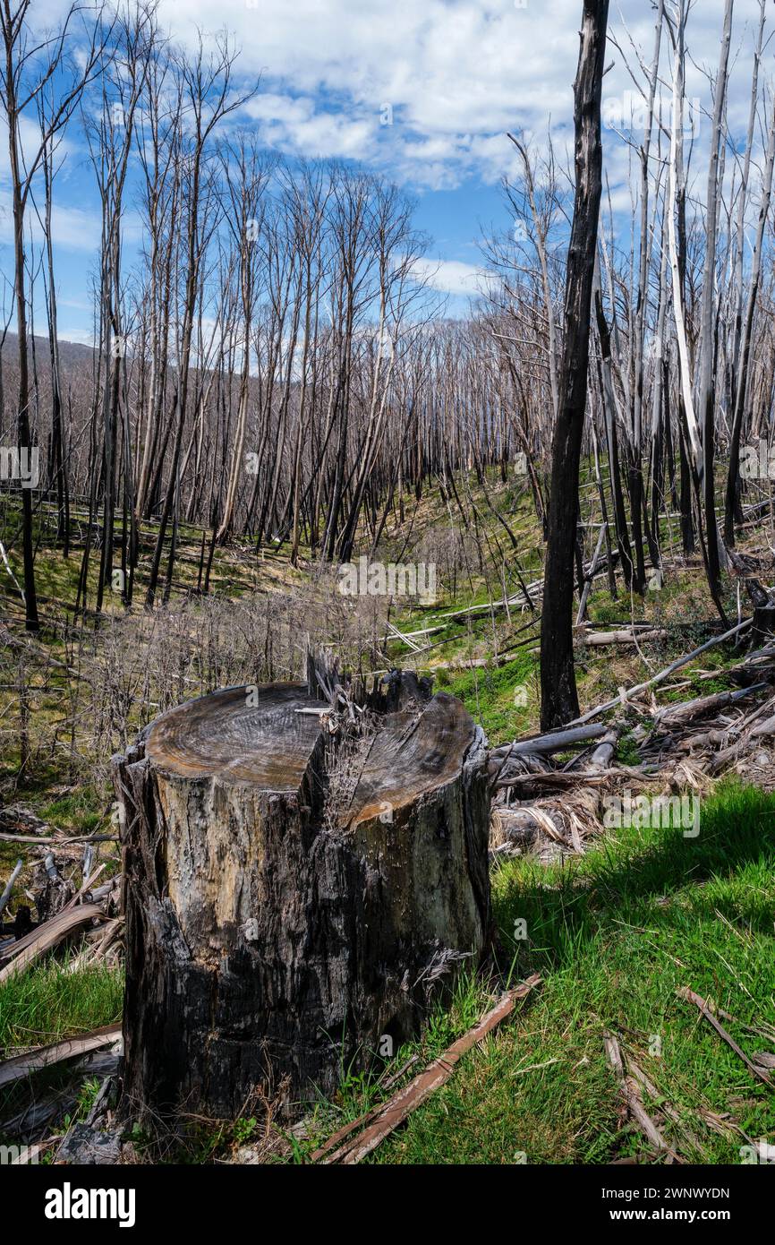 Trees burnt in a bush fire, Dead Horse Gap, New South Wales, Australia ...