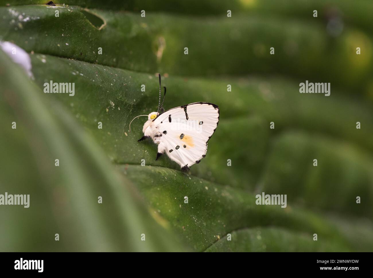 Elegant Giant Jewelmark (Anteros allectus), a Metalmark, in Montezuma ...