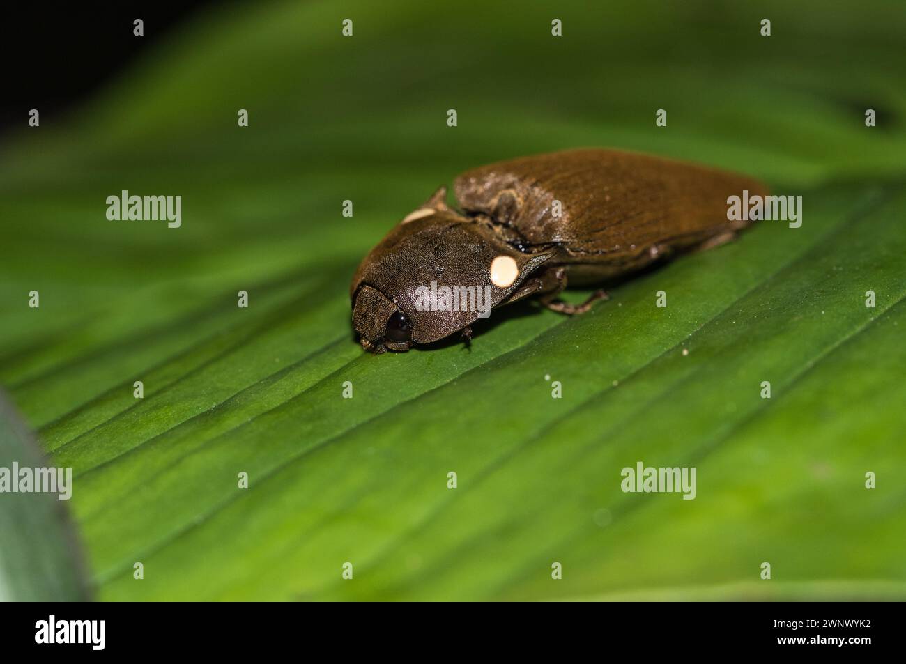 Click beetle night hi-res stock photography and images - Alamy