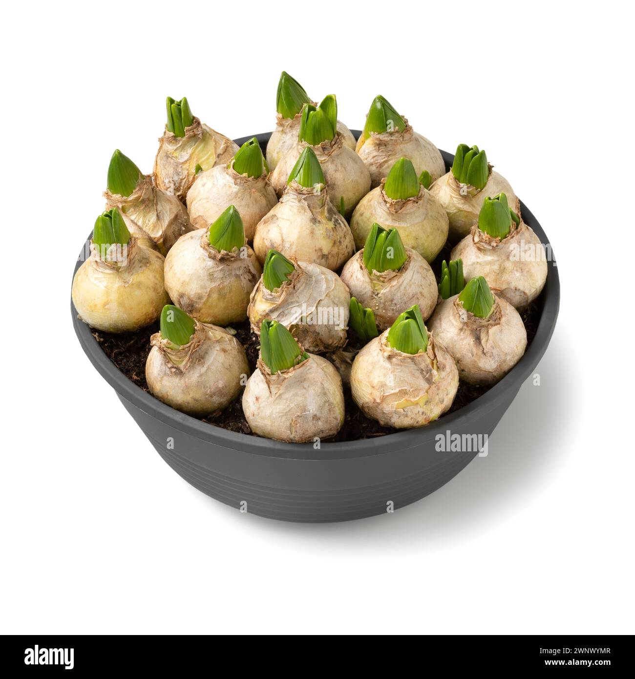 Flower pot with sprouting Hyacint bulbs close up isolated on white ...