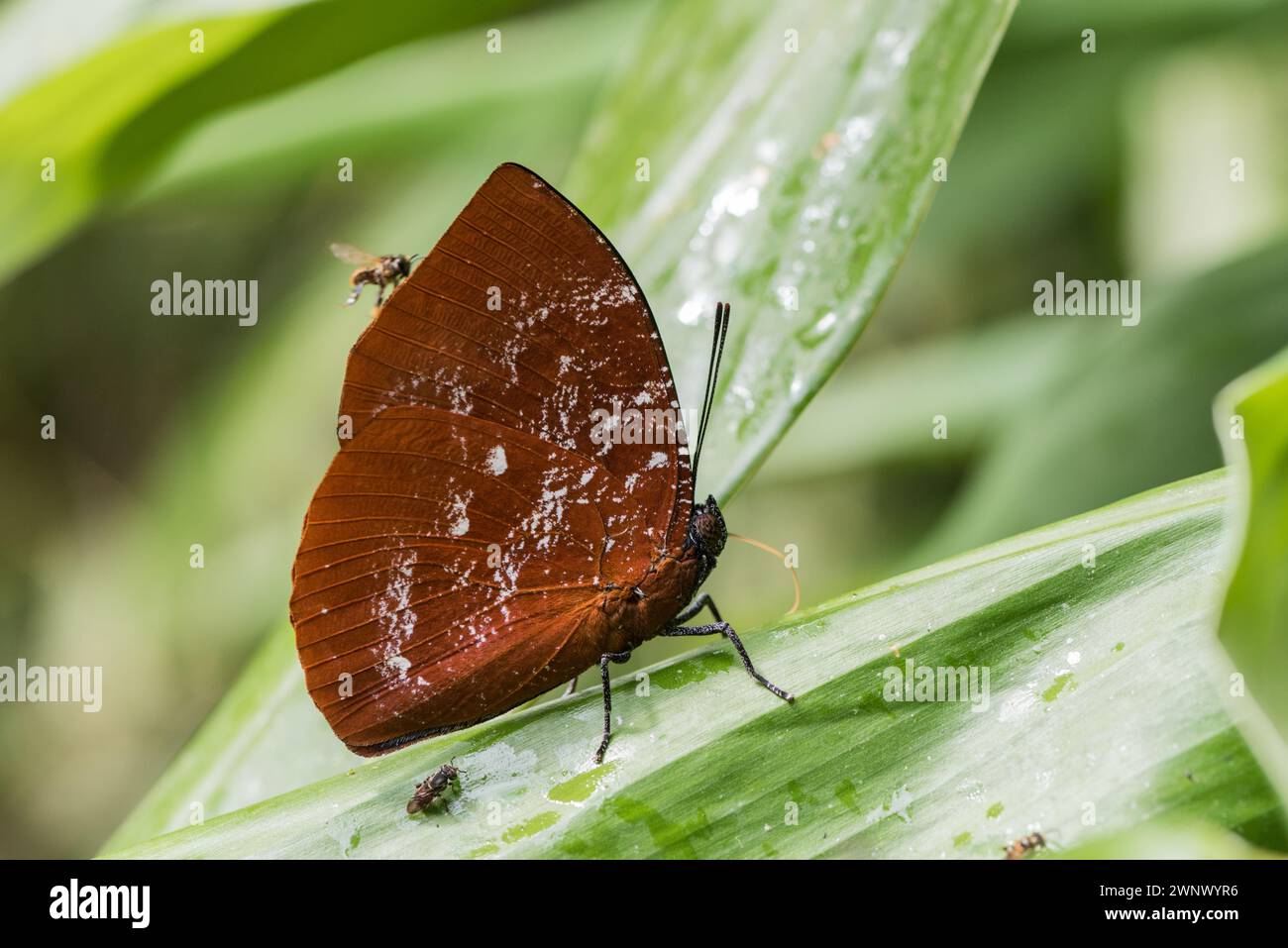 Perched Leafwing butterfly (Memphis laura) at Montezuma Lodge, Colombia ...