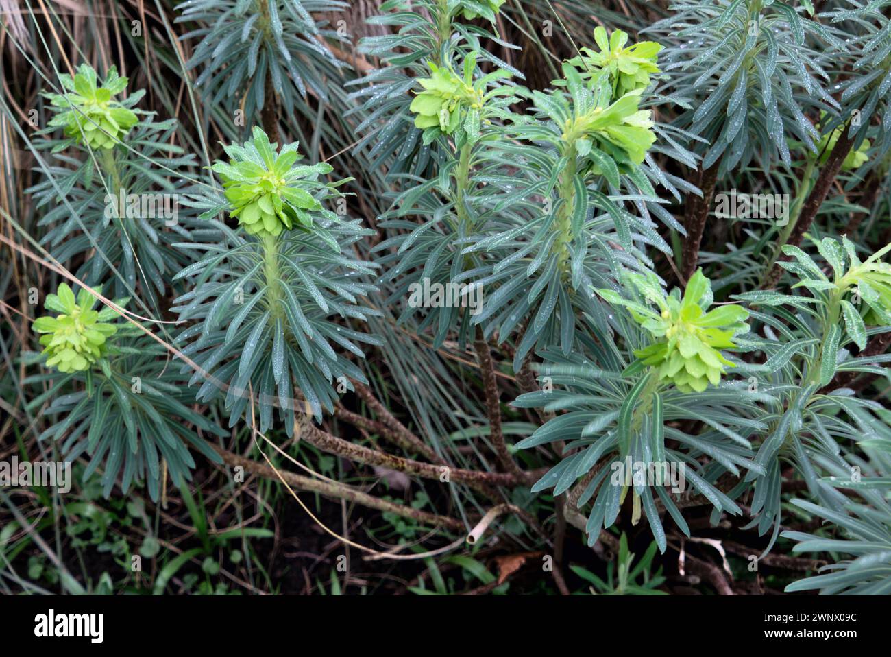 Variety of flowers in London park Stock Photo - Alamy