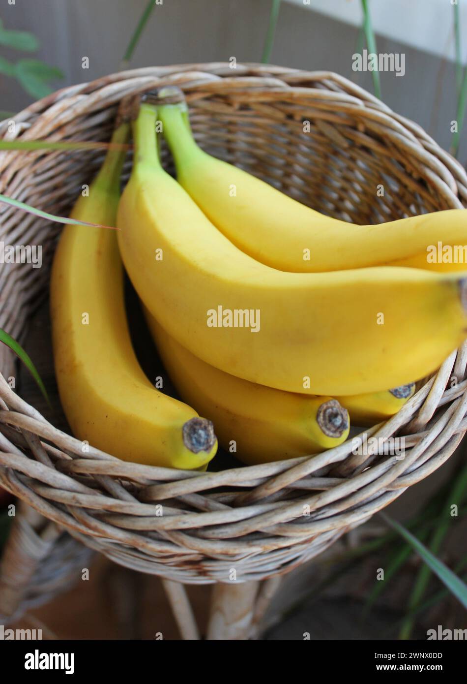 Closeup View Of Whole Juicy Bananas Bunch In Rattan Pot Stock Photo - Alamy