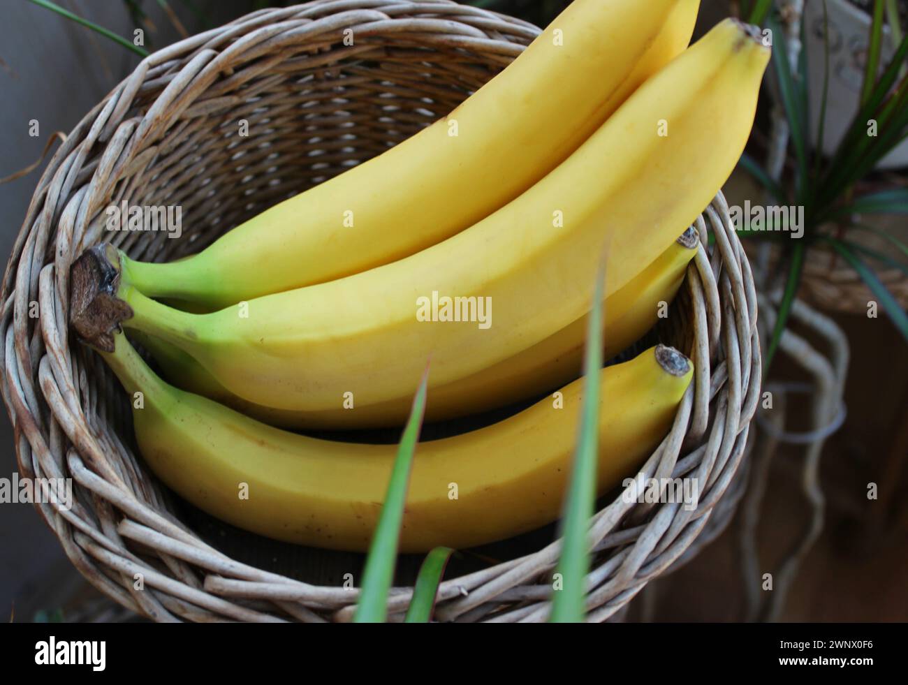 Whole bananas in bunch inside homemade woven pot at home kitchen Stock ...