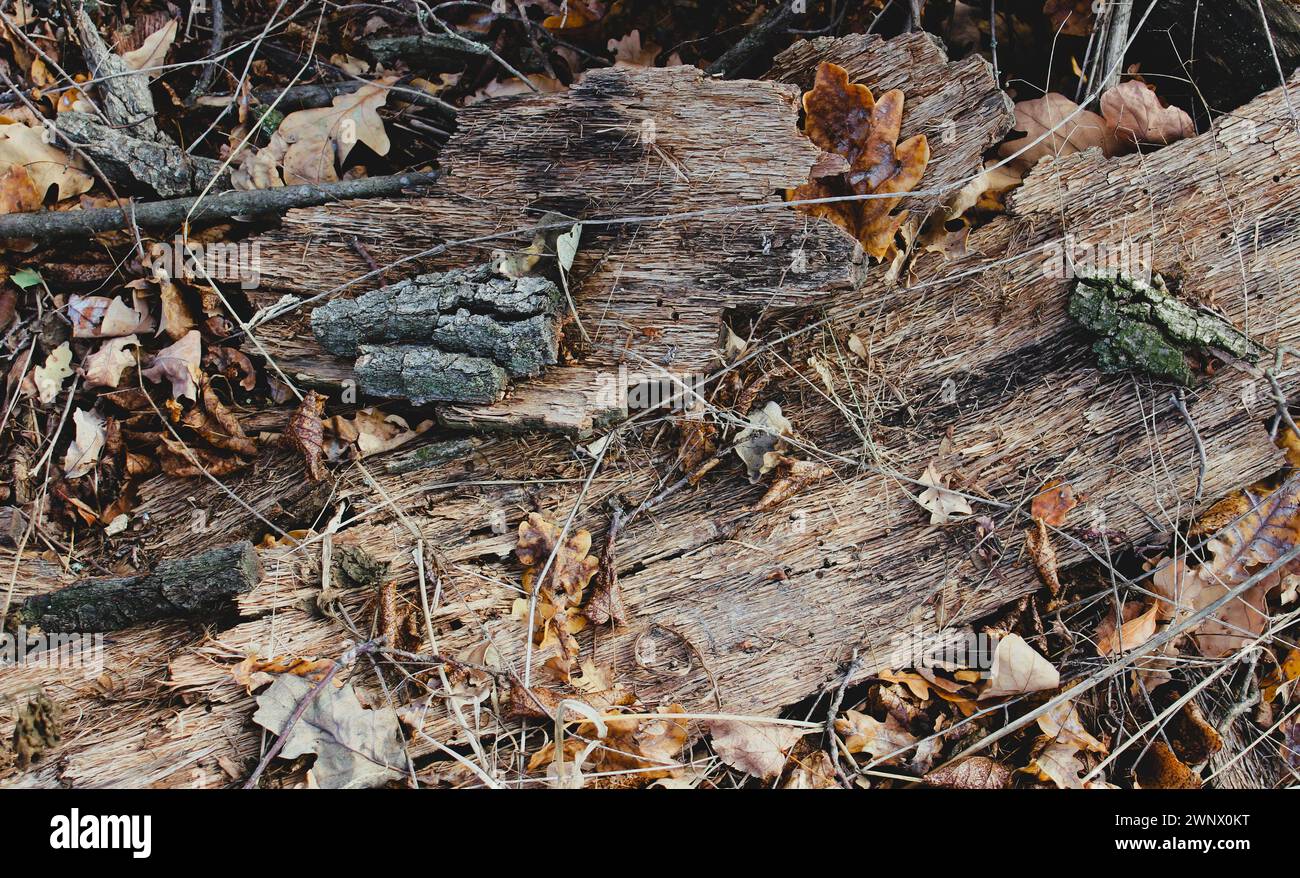 Aged Oak Bark With Leaves And Dry Twigs On A Forest Soil Stock Photo ...