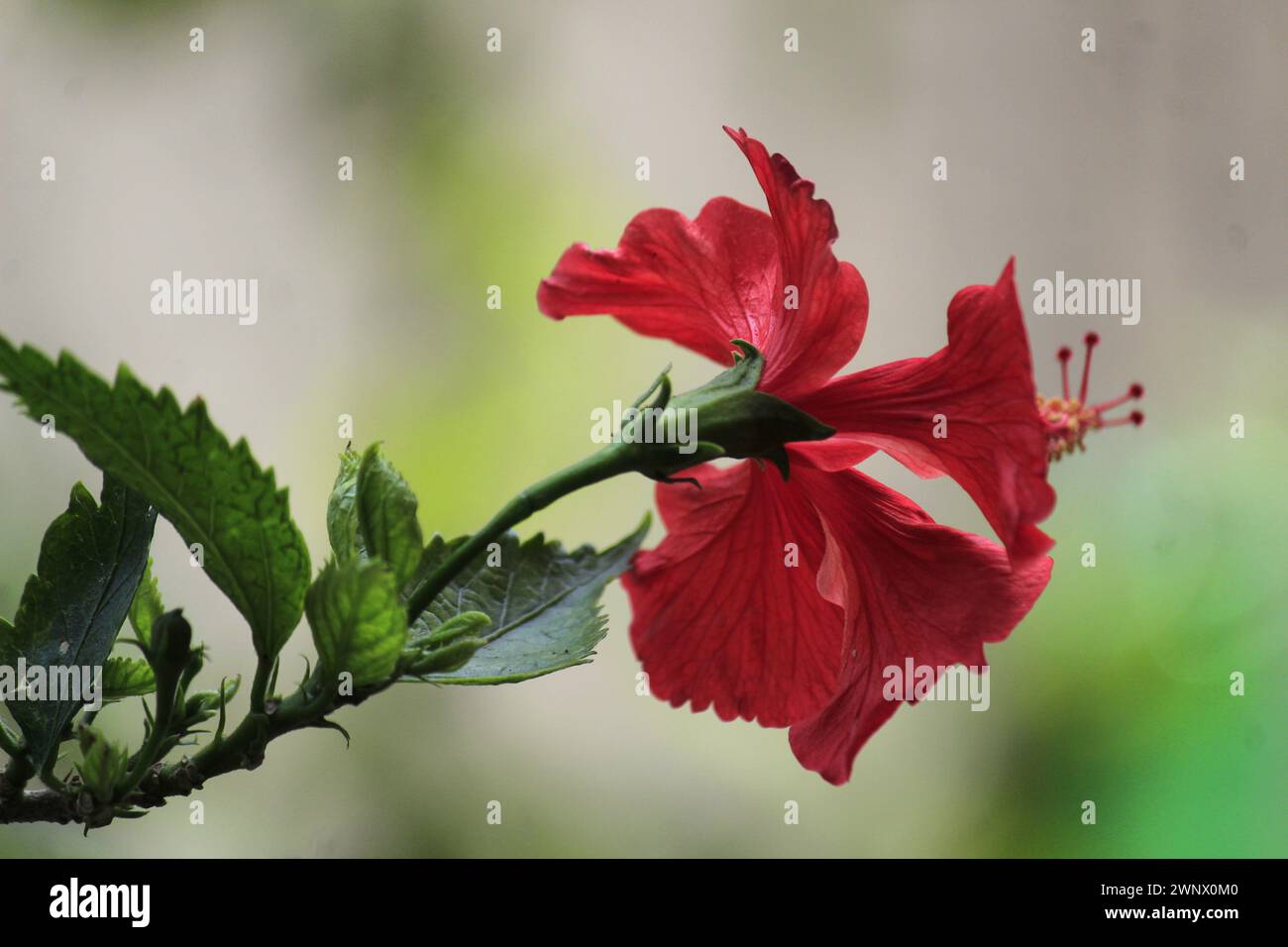 Canon 1300d photography hi-res stock photography and images - Alamy