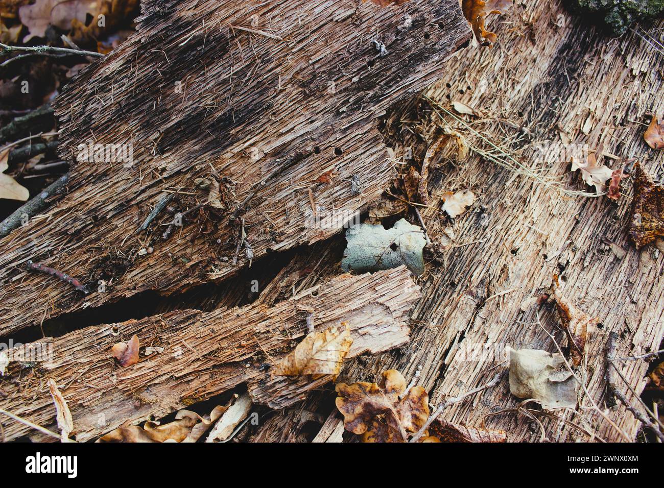 Ground bark hi-res stock photography and images - Alamy