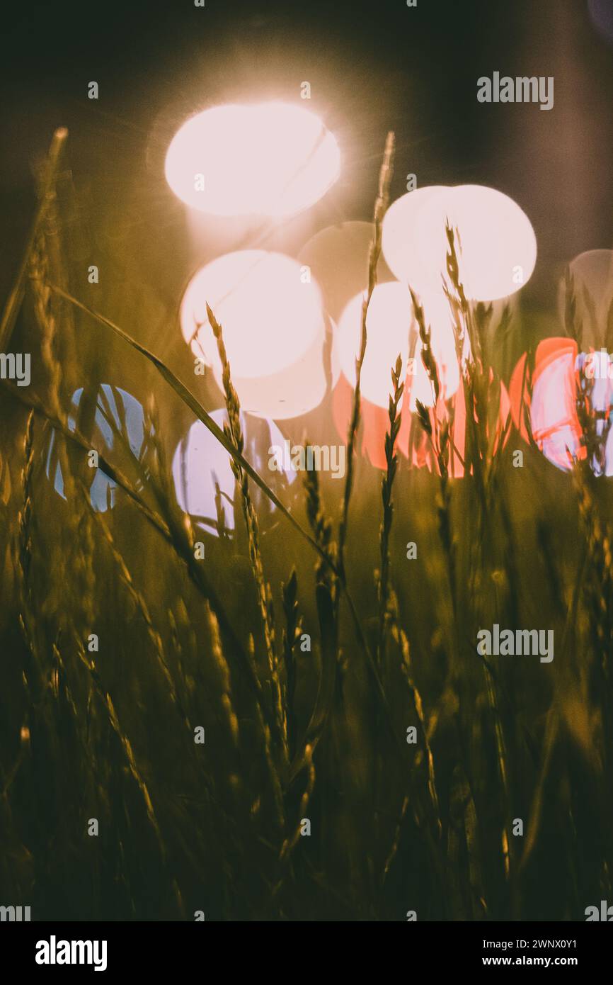 Grass backlit by the street light bokeh at night Stock Photo - Alamy