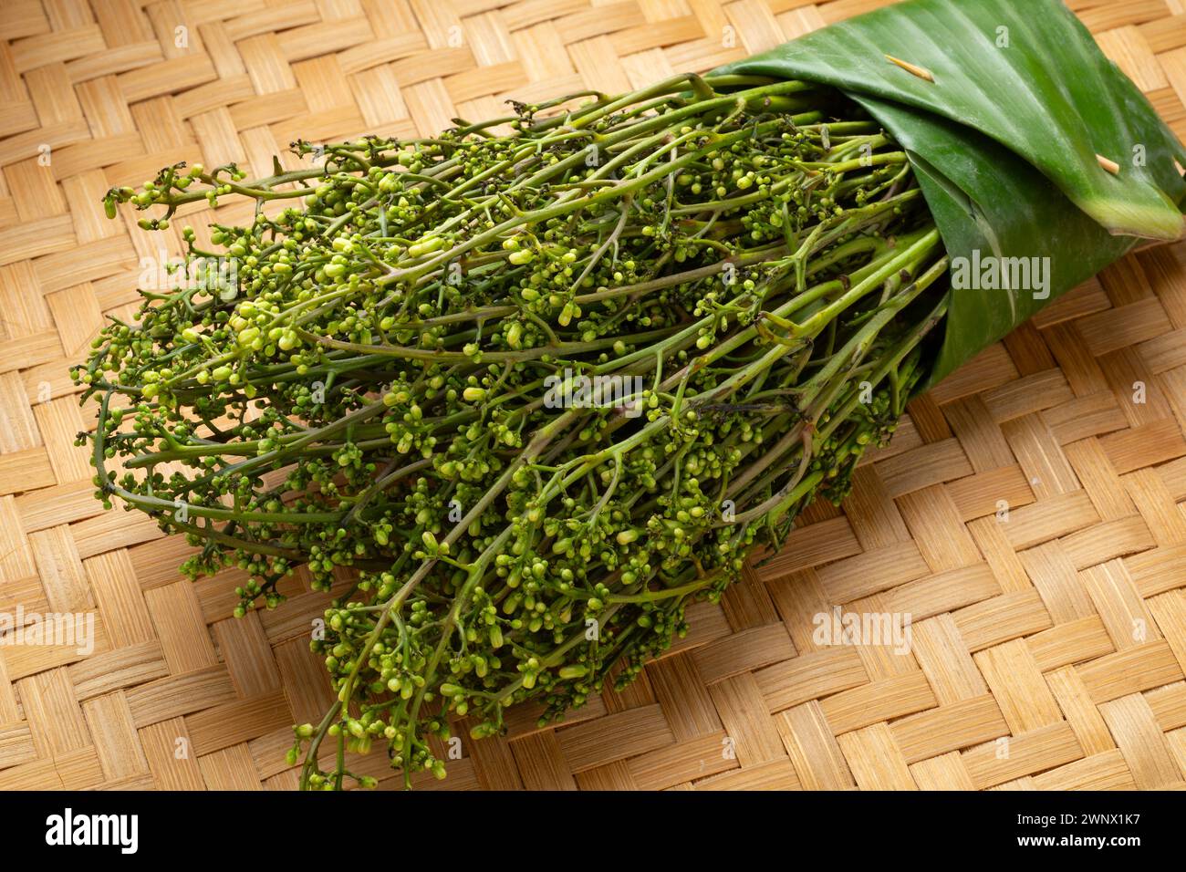 Neem plant hi-res stock photography and images - Alamy
