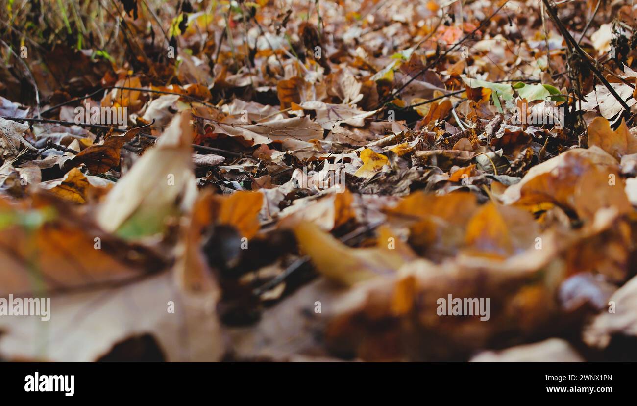 Panoramic Bottom View Of A Forest Soil Covered With Beauty Fallen ...